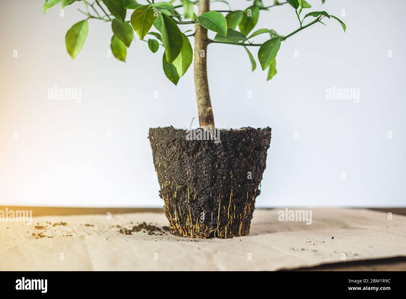 Orange seedling roots hi-res stock photography and images - Alamy