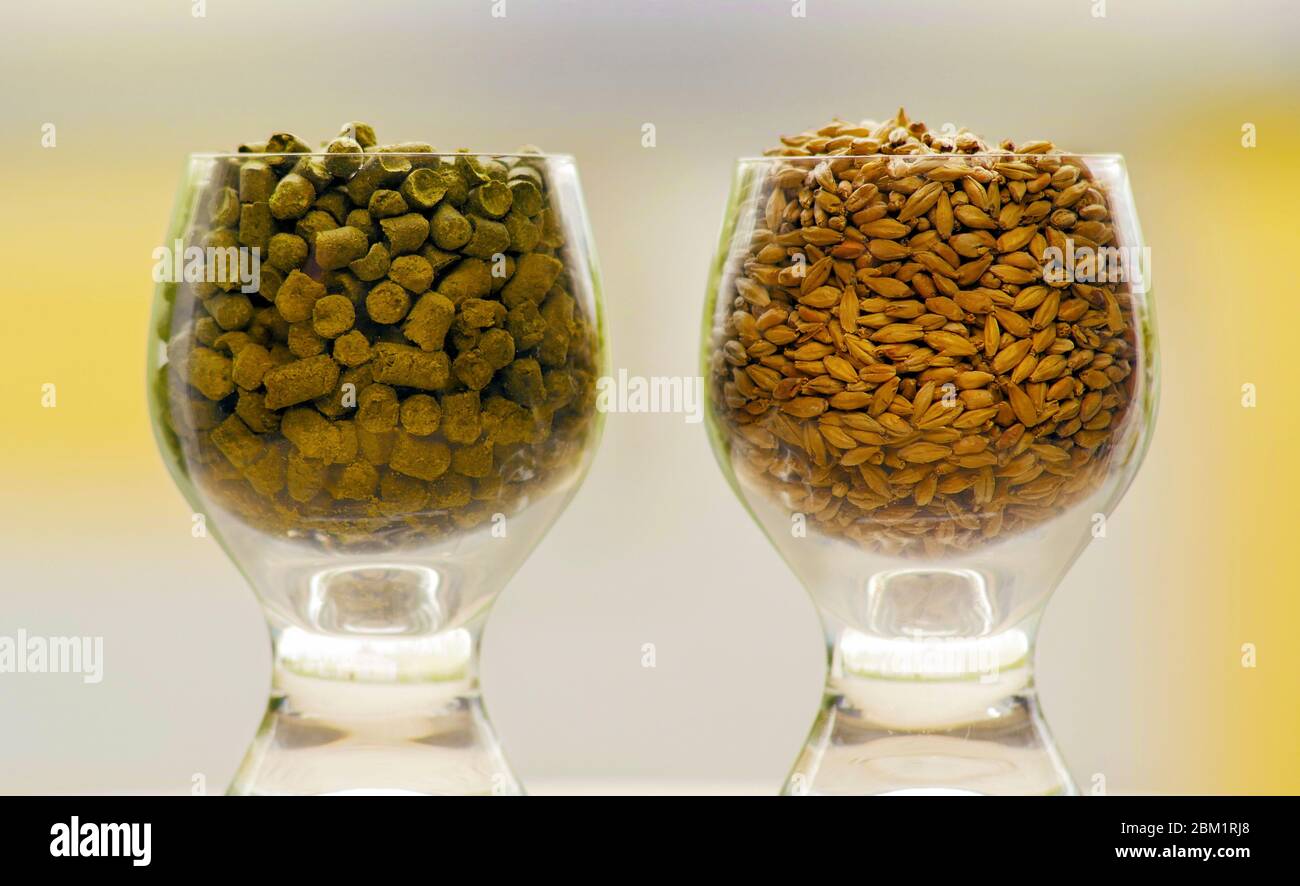 Malt and hops as essential ingredients for brewing a glass of beer ...