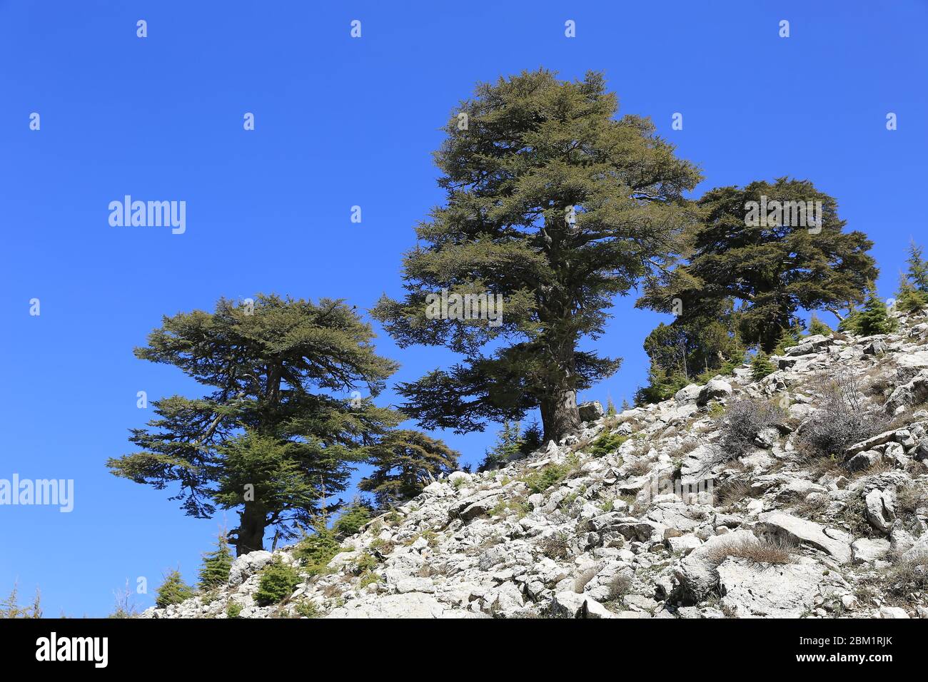 big cedar trees on stones in mountains on blue sky background. Likya ...