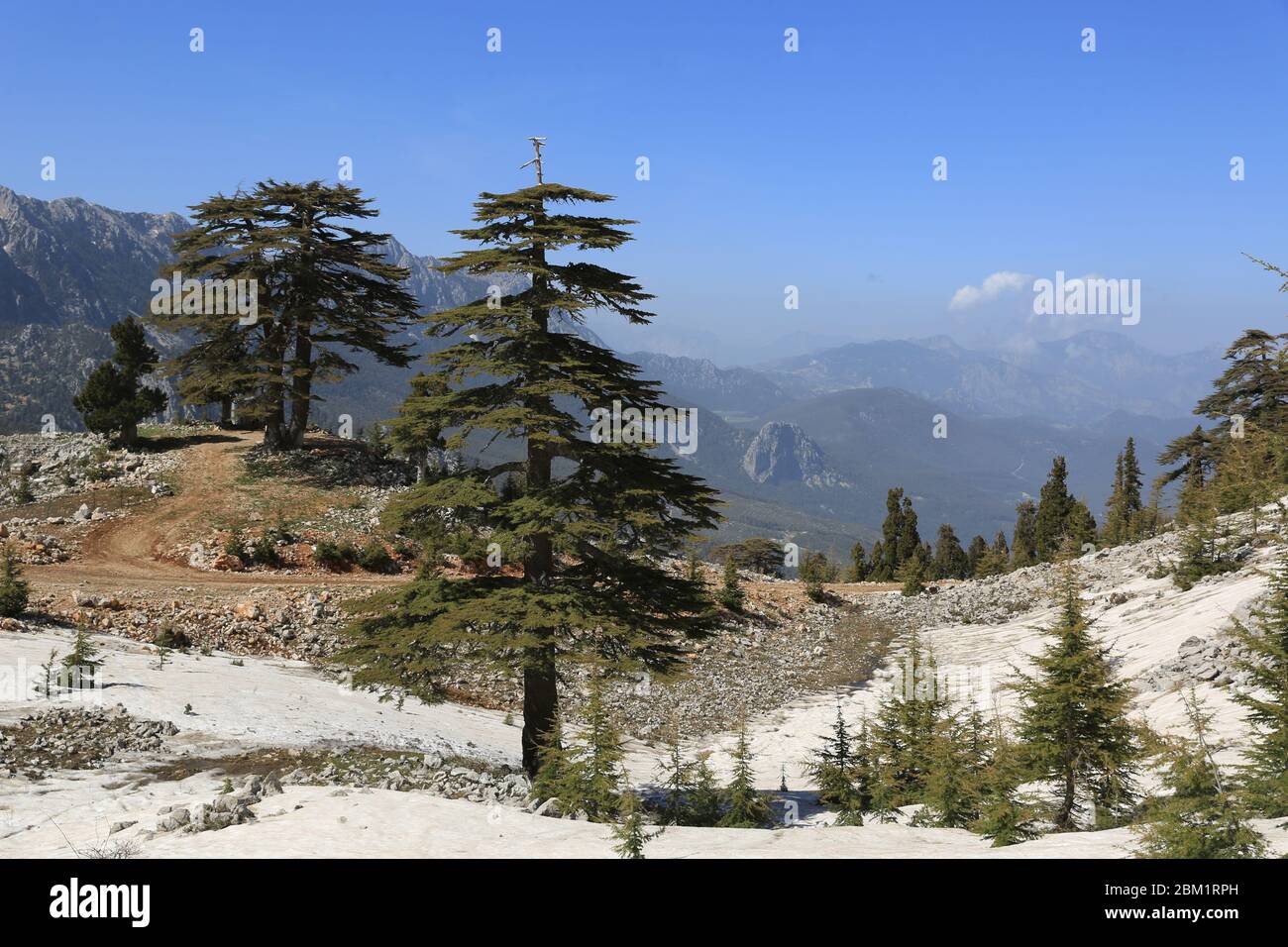 Landndscape with cedar trees in mountain valley. Path to Tahtali Dagi ...