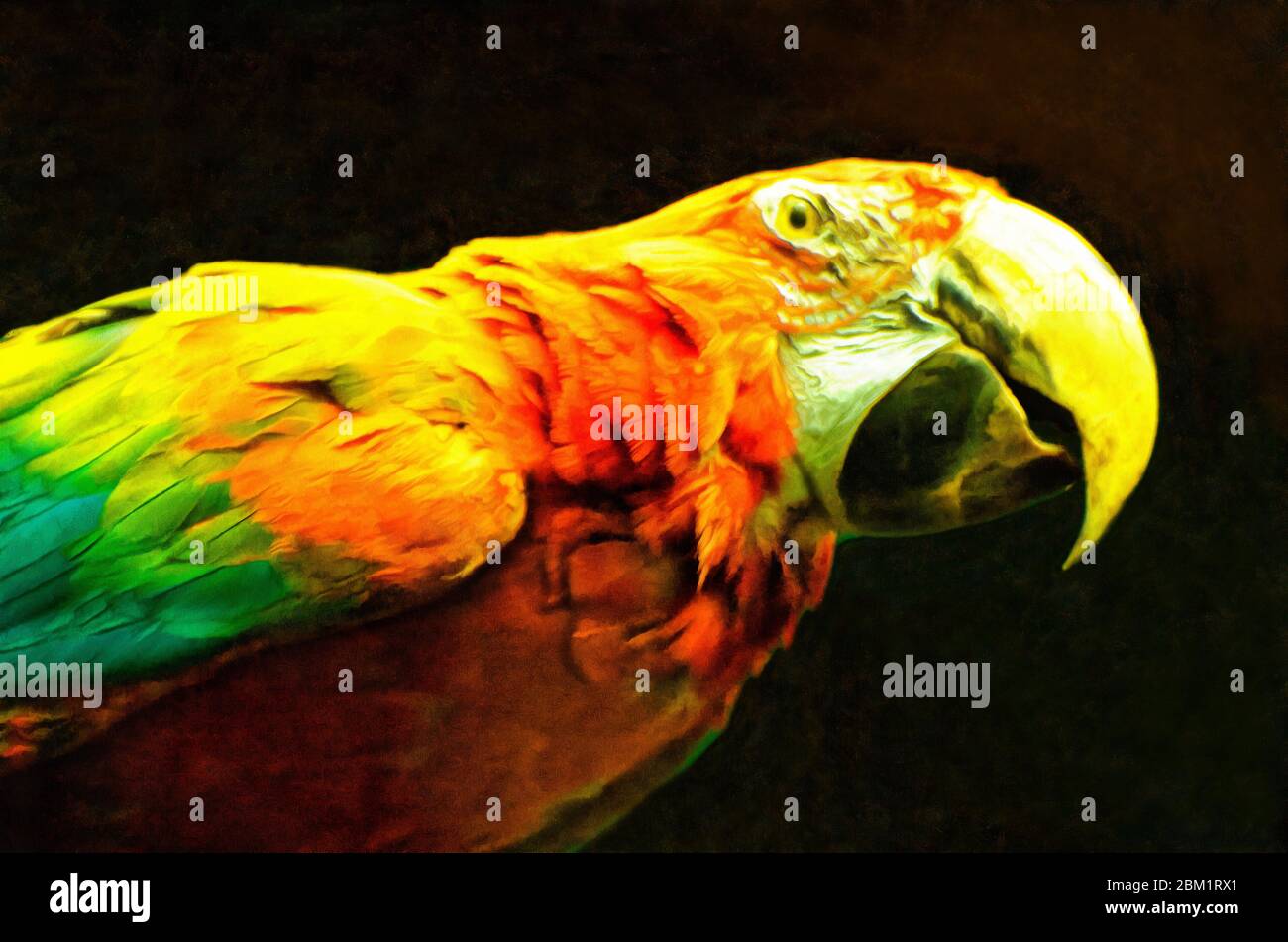 Ara genus hi-res stock photography and images - Alamy