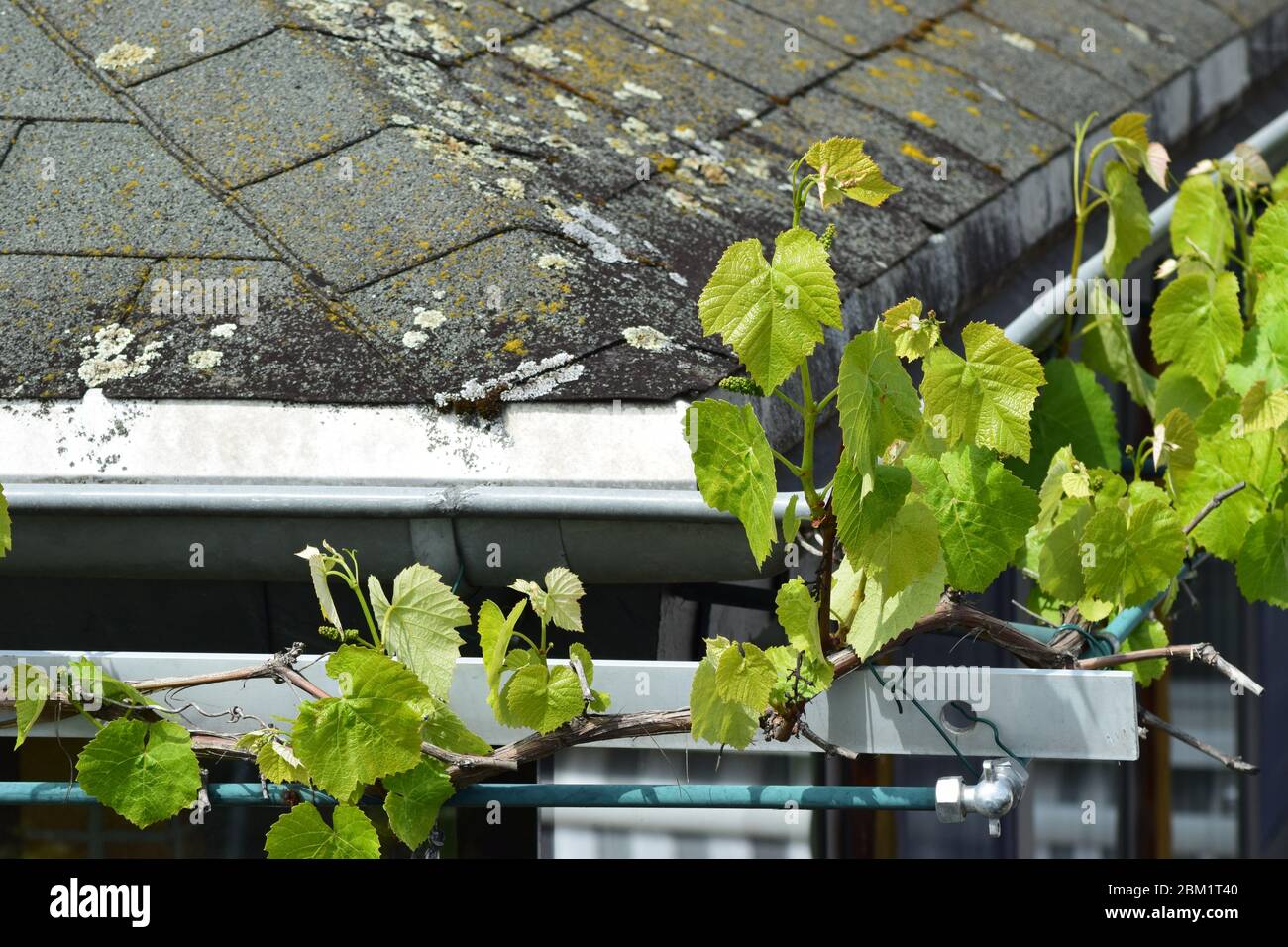 vine leaves in spring Stock Photo - Alamy