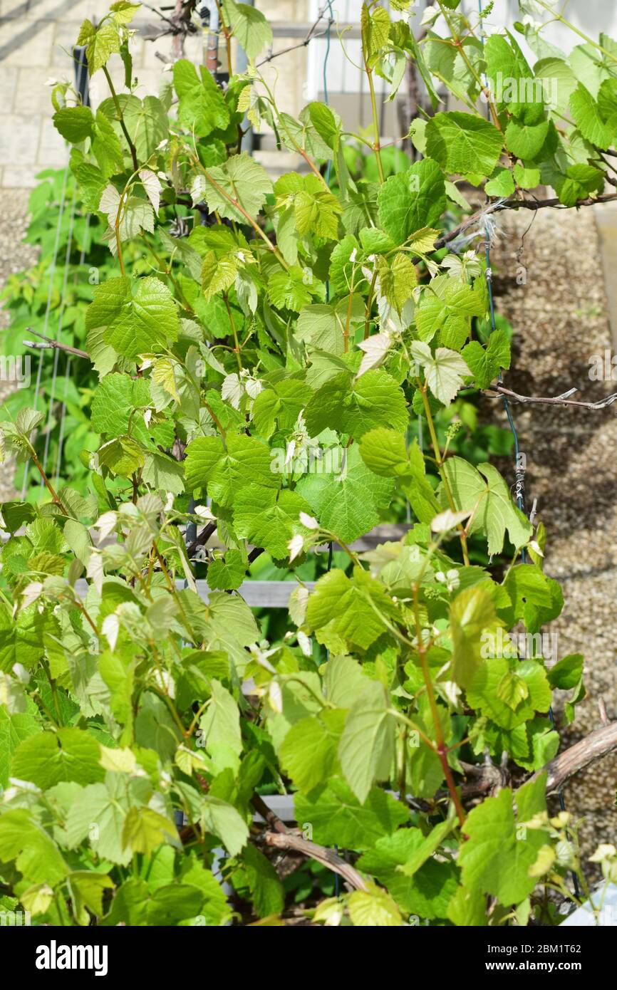 Vine rood hi-res stock photography and images - Alamy