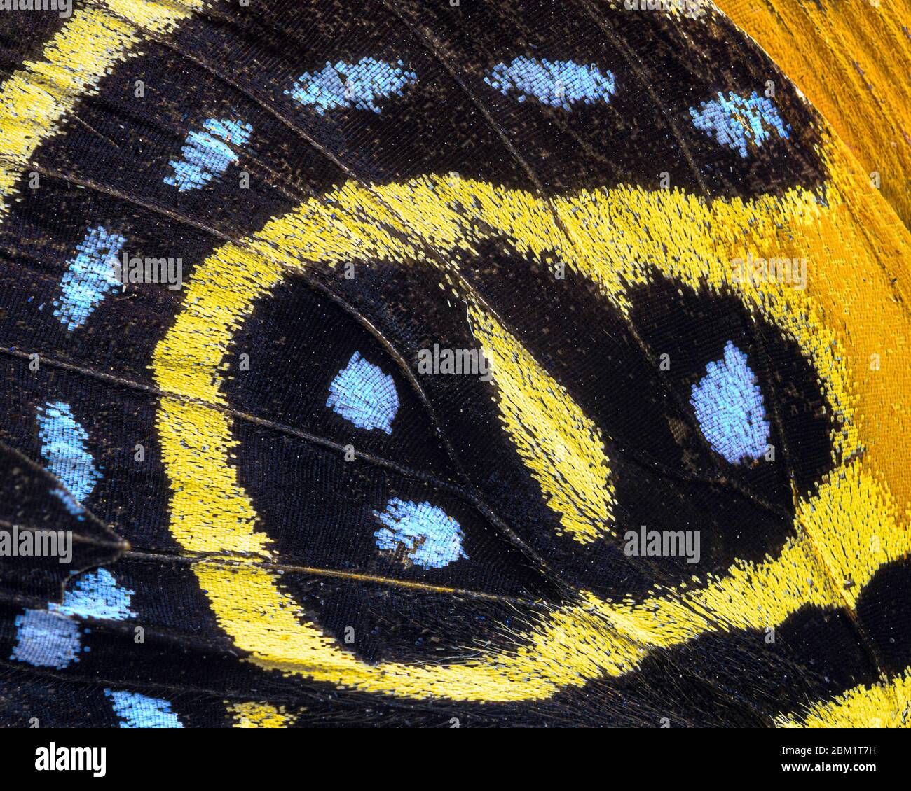 Callicore butterfly hi-res stock photography and images - Alamy