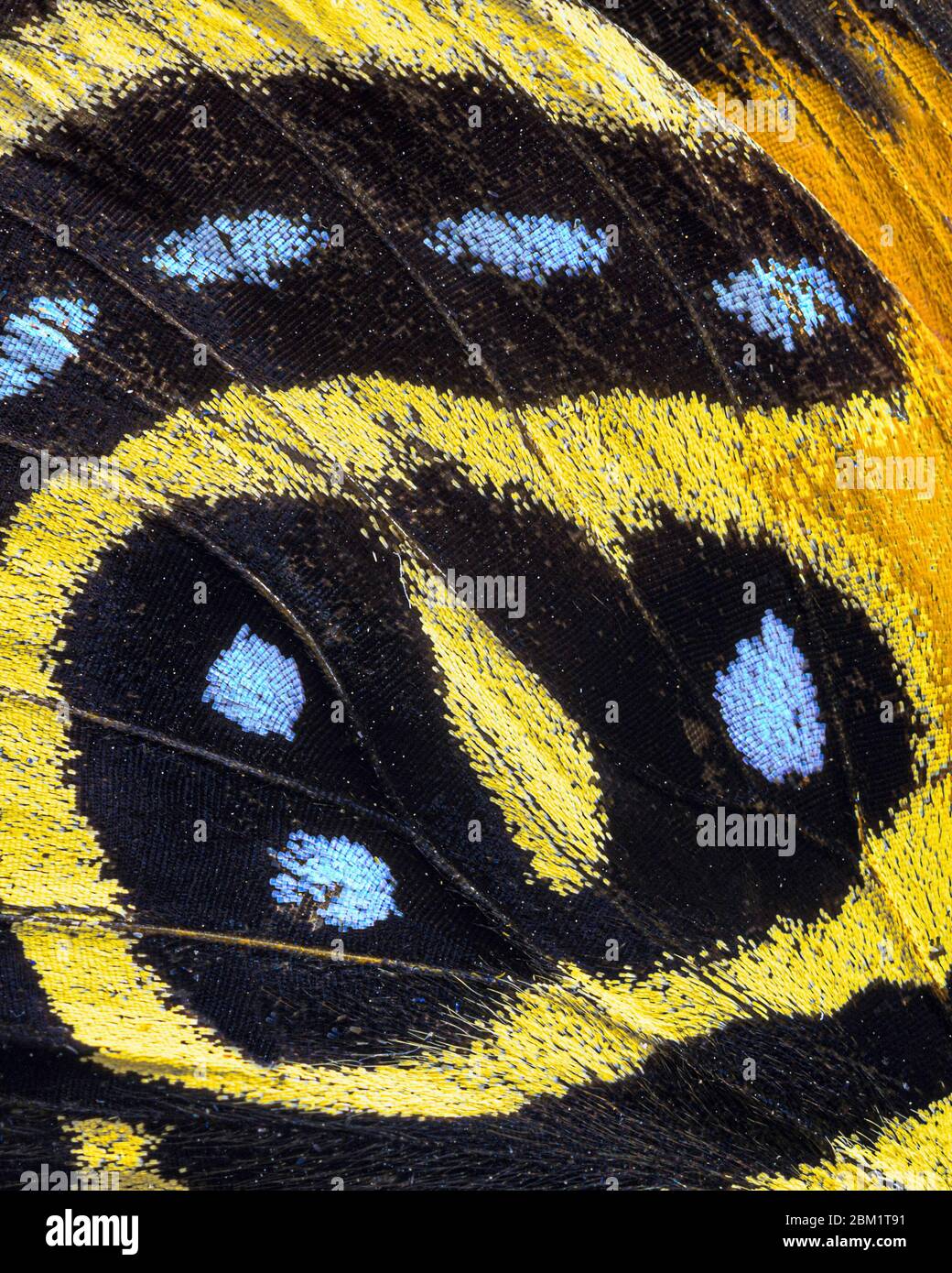 Butterfly wing detail pattern texture hi-res stock photography and ...