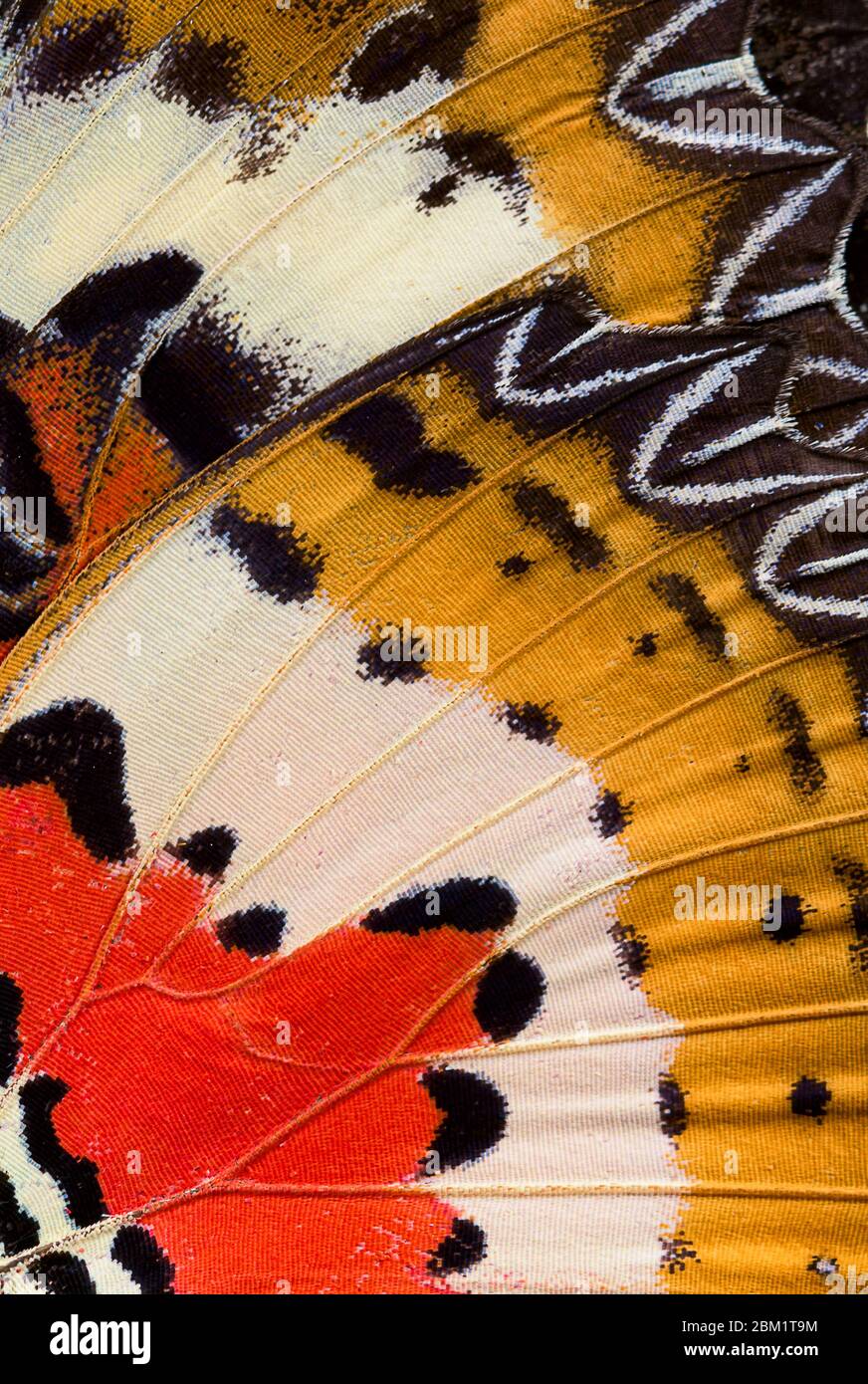 Abstract Of Butterfly Wing High Resolution Stock Photography and Images ...