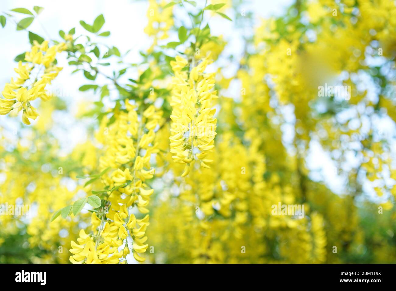 Laburnum, sometimes called golden chain or golden rain, is a genus of ...