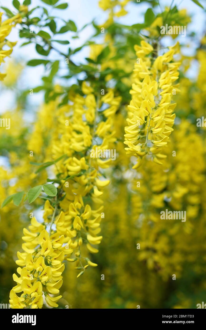 Laburnum, sometimes called golden chain or golden rain, is a genus of ...