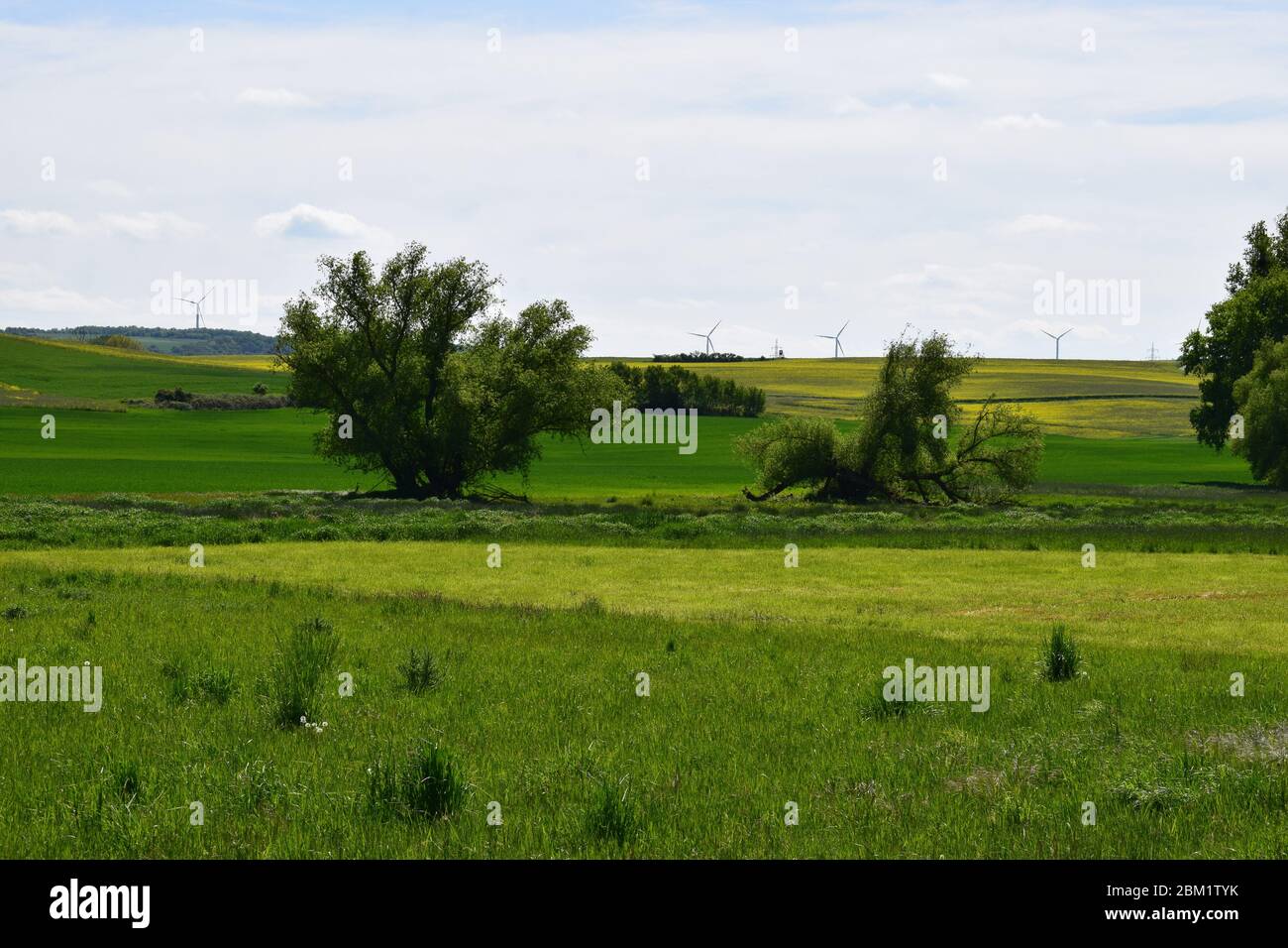 single swamp tree in spring Stock Photo - Alamy