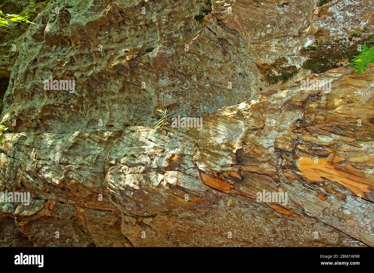 rough sandstone wall, 2 small plants growing, erosion, nature, rock ...