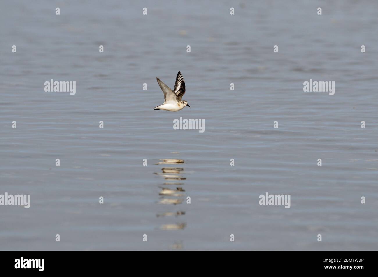 Shore line shore bird hi-res stock photography and images - Alamy