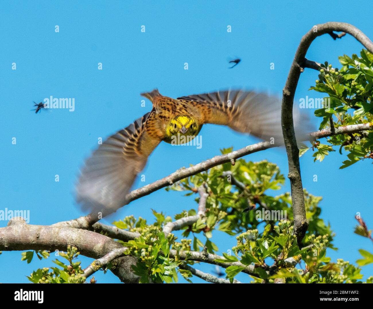 Flying Yellowhammer High Resolution Stock Photography and Images - Alamy