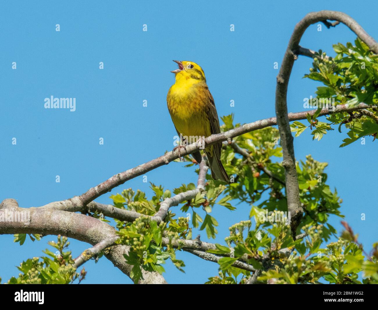 Yellowhammer fauna hi-res stock photography and images - Alamy