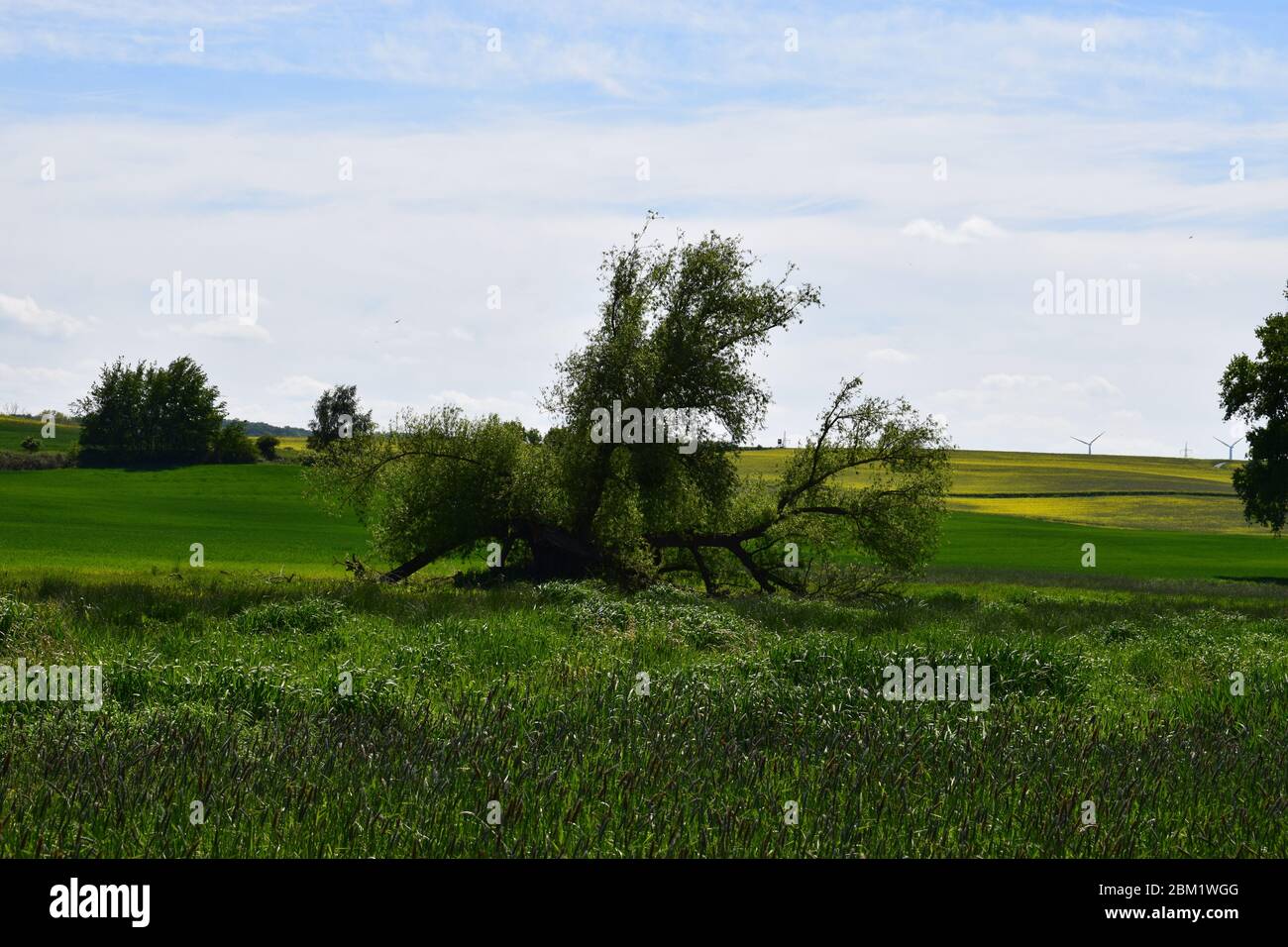 Swamptree hi-res stock photography and images - Alamy