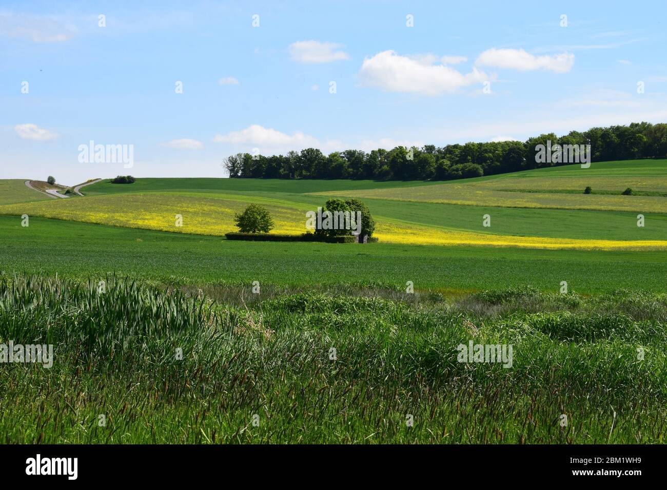 single swamp tree in spring Stock Photo - Alamy
