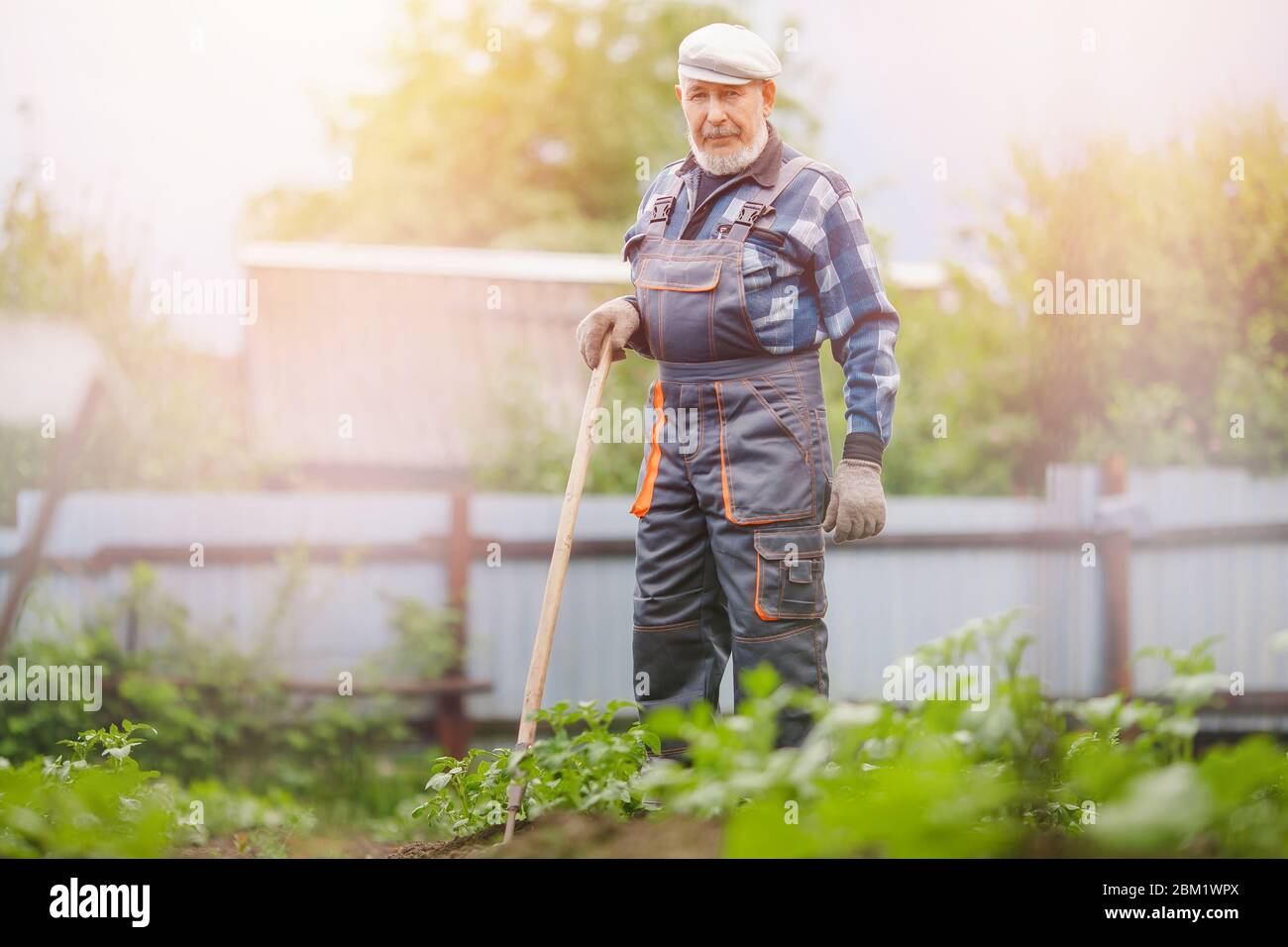 Senior elderly man reclaims earth with chopper hoe on potato field ...
