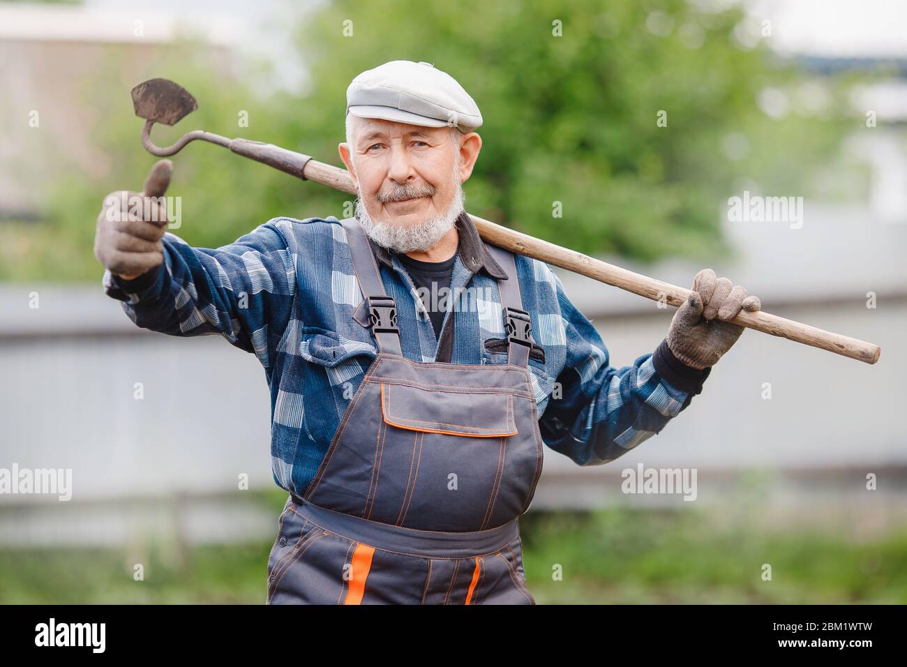 Senior elderly man reclaims earth with chopper hoe on potato field ...