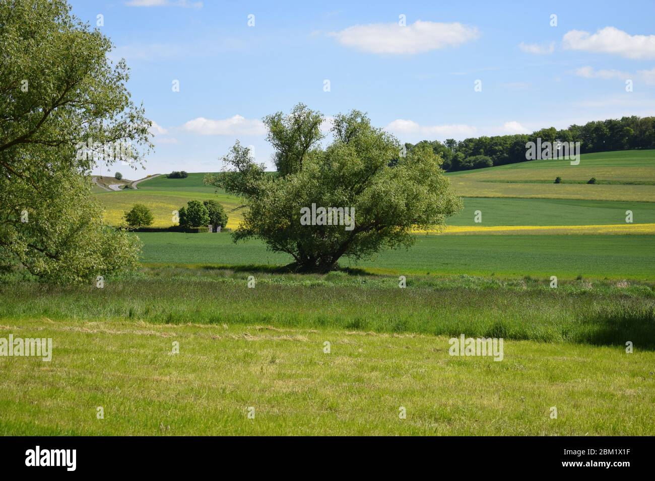 Sumpfbaum hi-res stock photography and images - Alamy