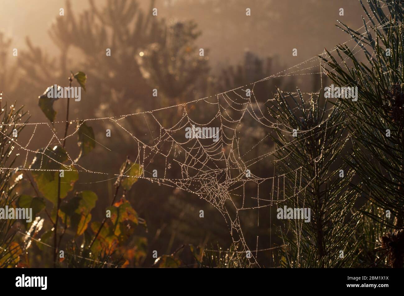 spider web suspended on two young trees in the forest at sunrise Stock ...