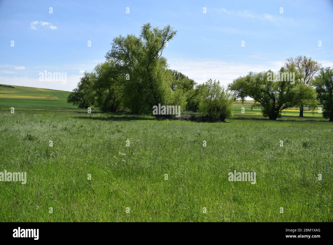 single swamp tree in spring Stock Photo - Alamy