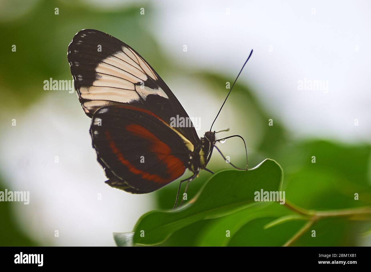 Nymphalidae butterfly hi-res stock photography and images - Alamy
