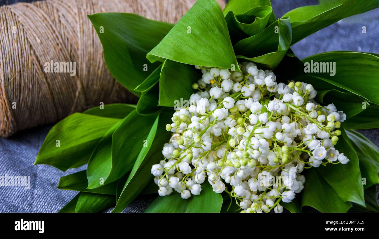 Sprigs of lily hi-res stock photography and images - Alamy