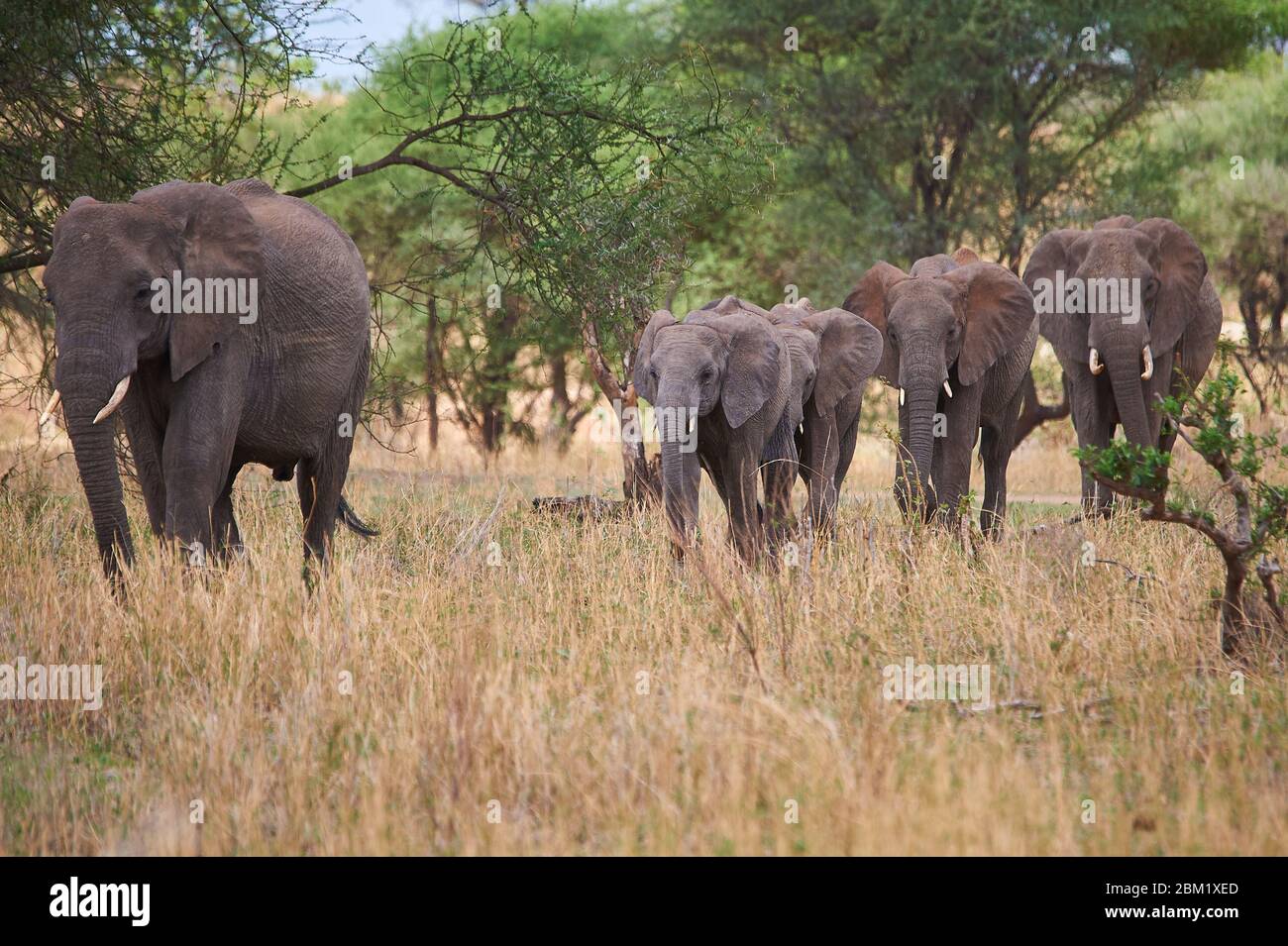Elephants Marching High Resolution Stock Photography and Images - Alamy