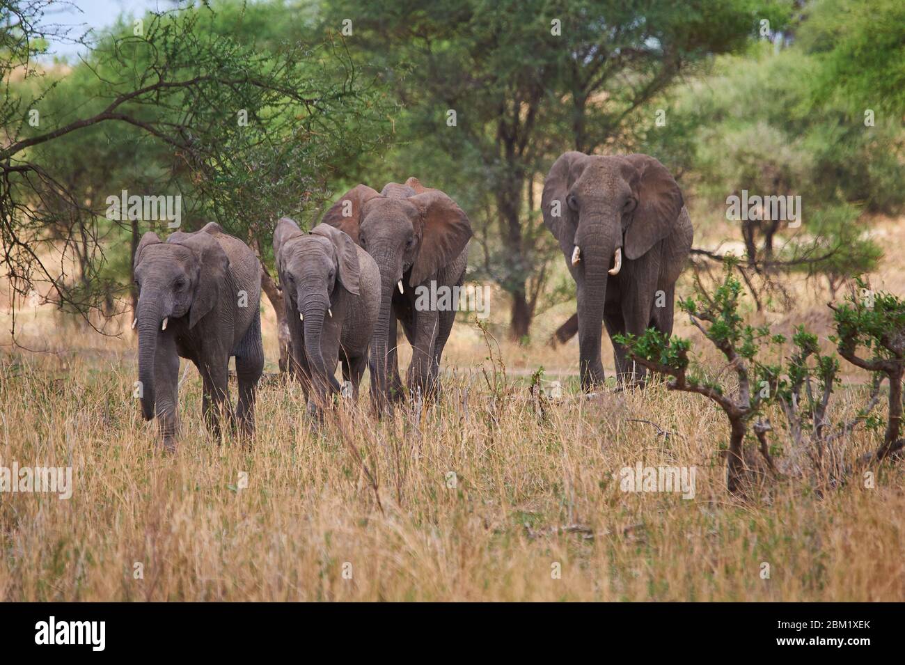 Elephants Marching High Resolution Stock Photography and Images - Alamy