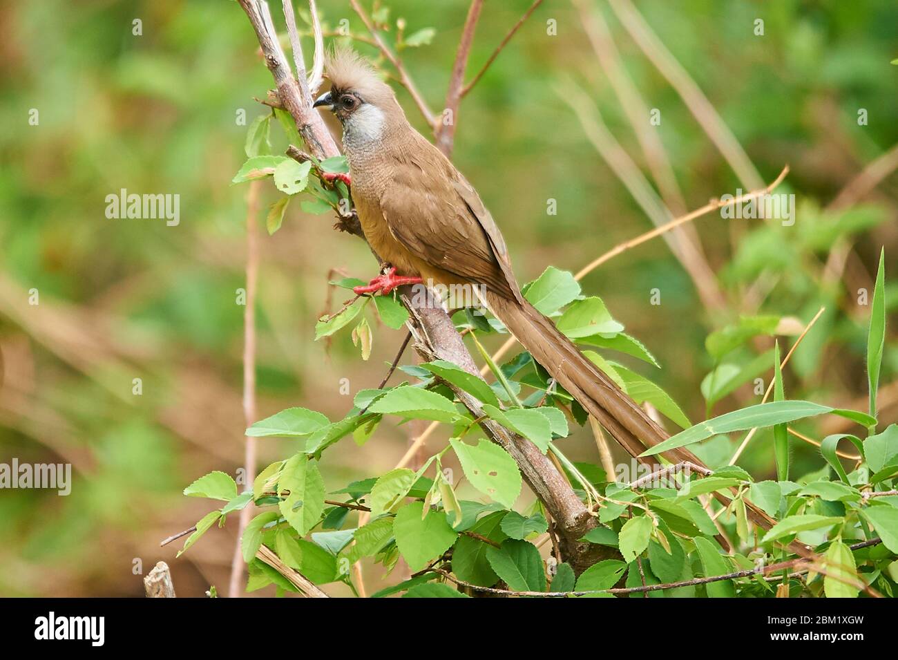 A Speckled Mousebird, sitting on a bush Stock Photo - Alamy