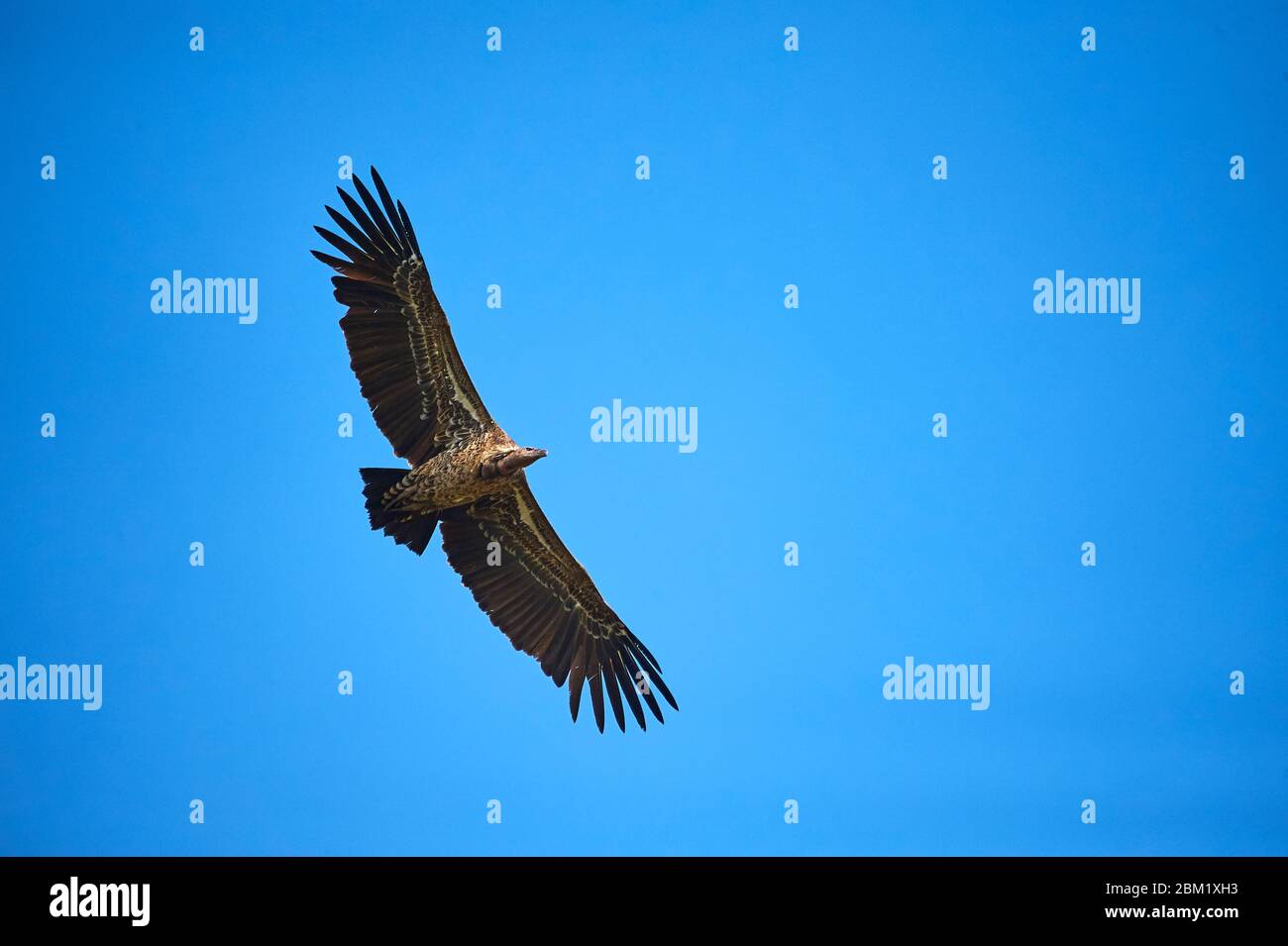 Ruppells vulture open wings hi-res stock photography and images - Alamy
