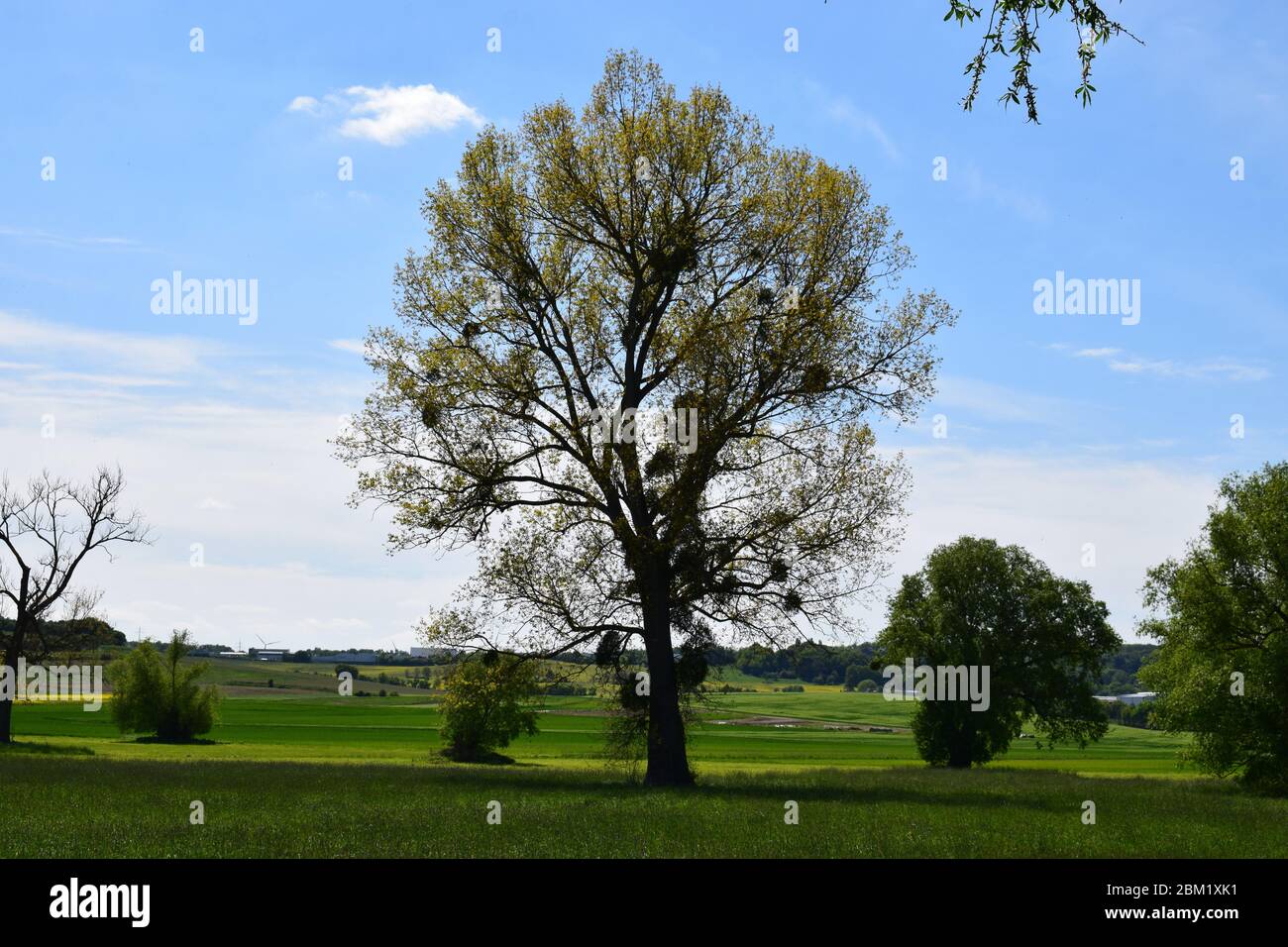 single swamp tree in spring Stock Photo - Alamy