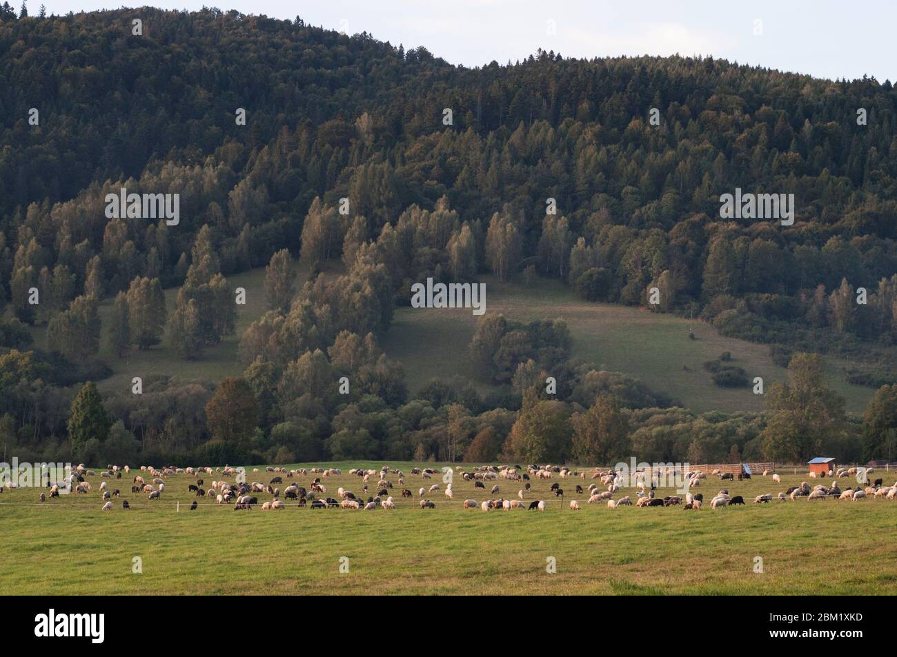 Sheep and ram graze on the grass at the foot of a mountain covered with ...