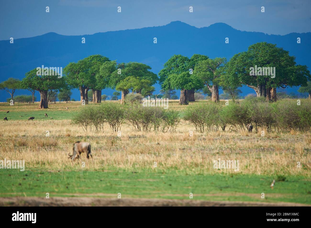Small baobab trees hi-res stock photography and images - Alamy