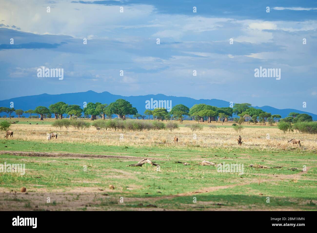 Small Baobab Trees High Resolution Stock Photography and Images - Alamy
