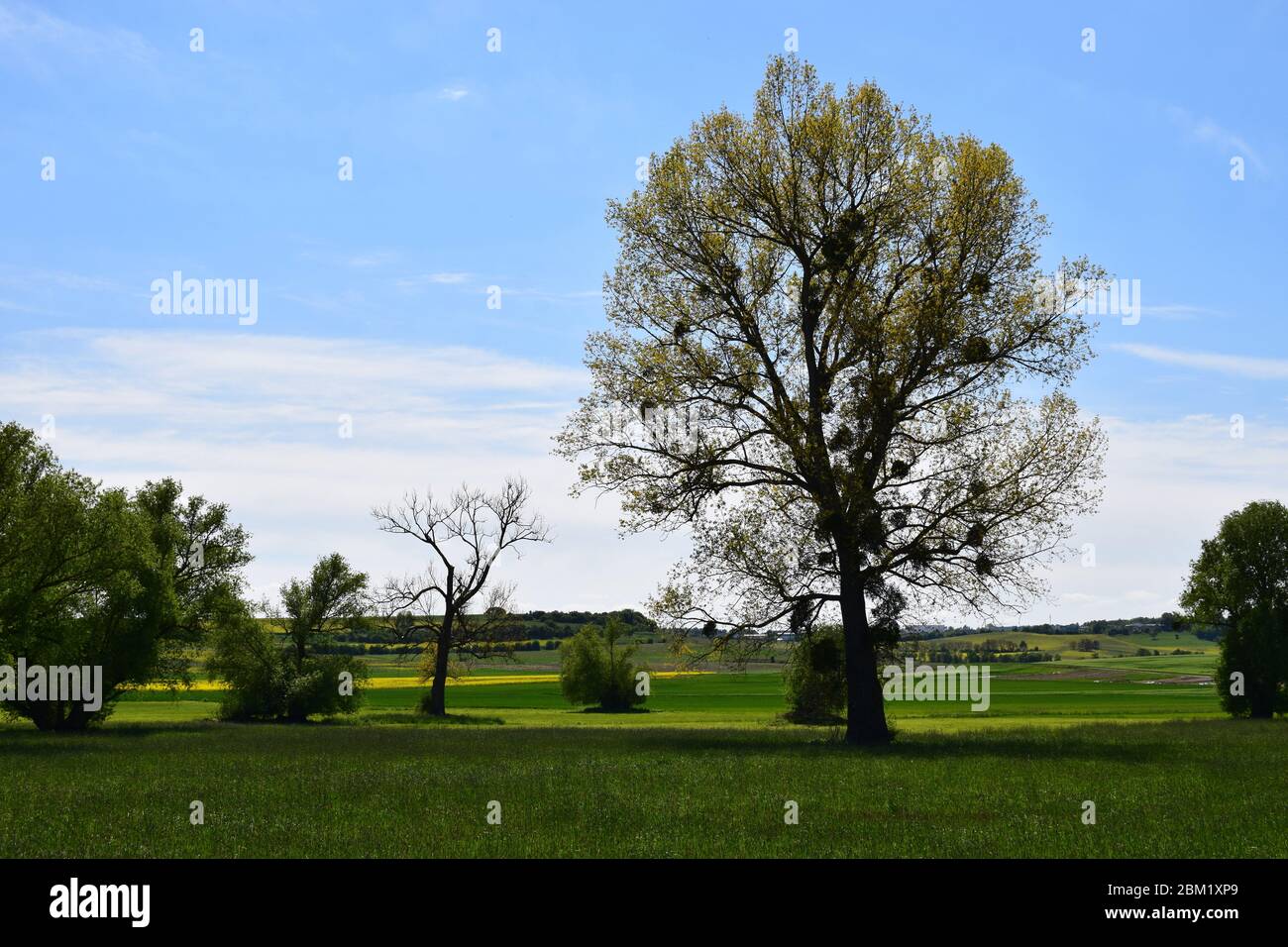 Sumpfbaum hi-res stock photography and images - Alamy