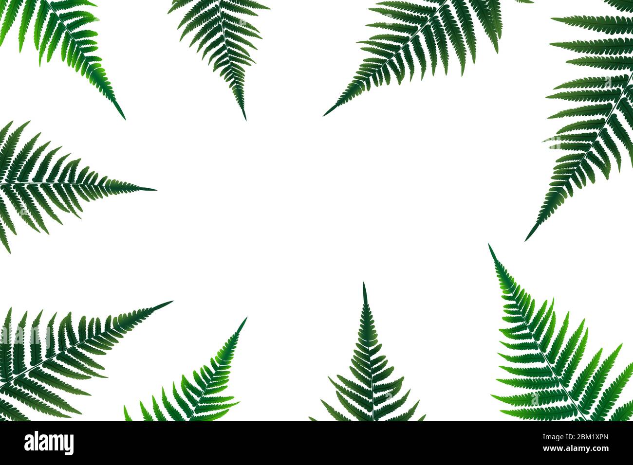 Fern Leaf Background Illustration Stock Vector Image & Art - Alamy