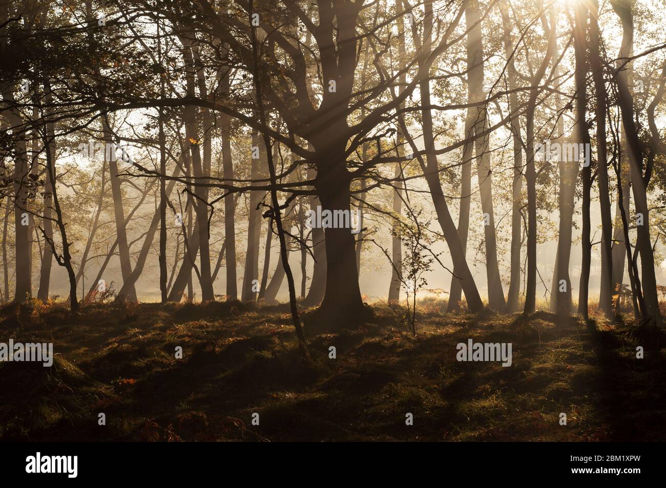the light surrounding the trees in the forest at sunrise Stock Photo ...
