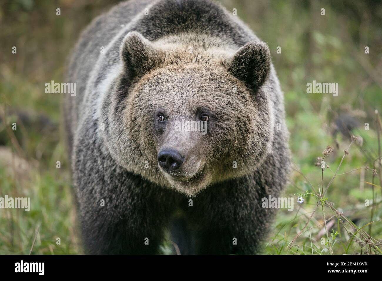 Russian wild nature forest hi-res stock photography and images - Alamy