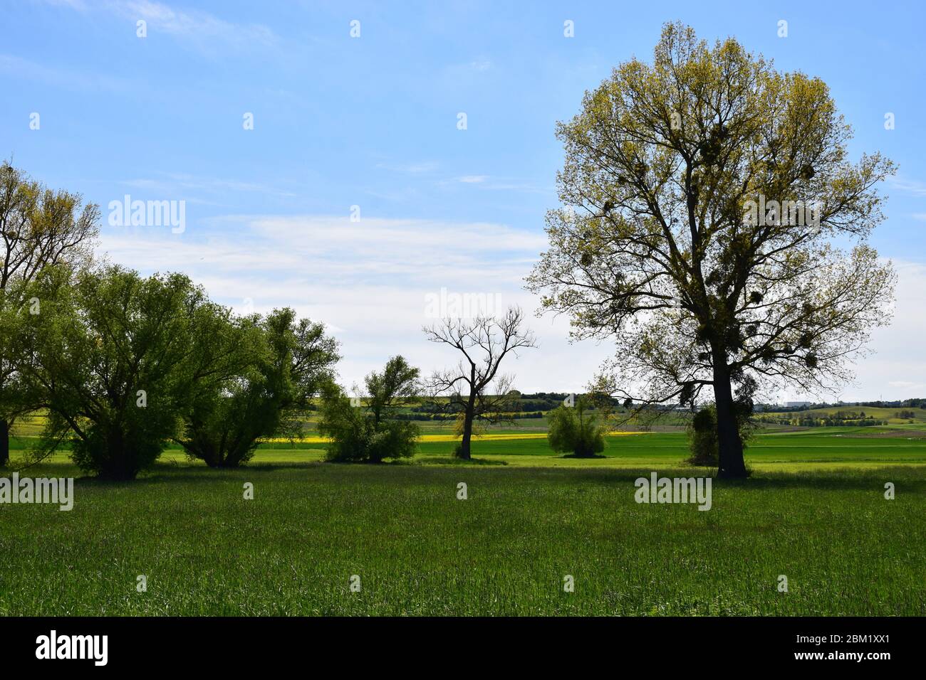 single swamp tree in spring Stock Photo - Alamy
