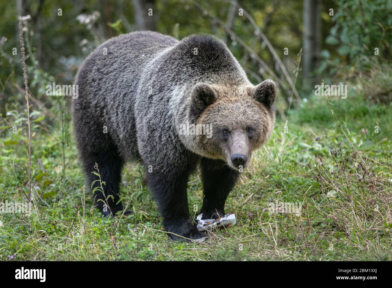 brown bear eating garbage in forest human food plastic waste Stock ...