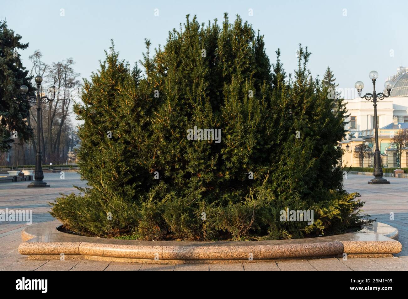 Separately growing conifer in the park. Large coniferous bush in the ...