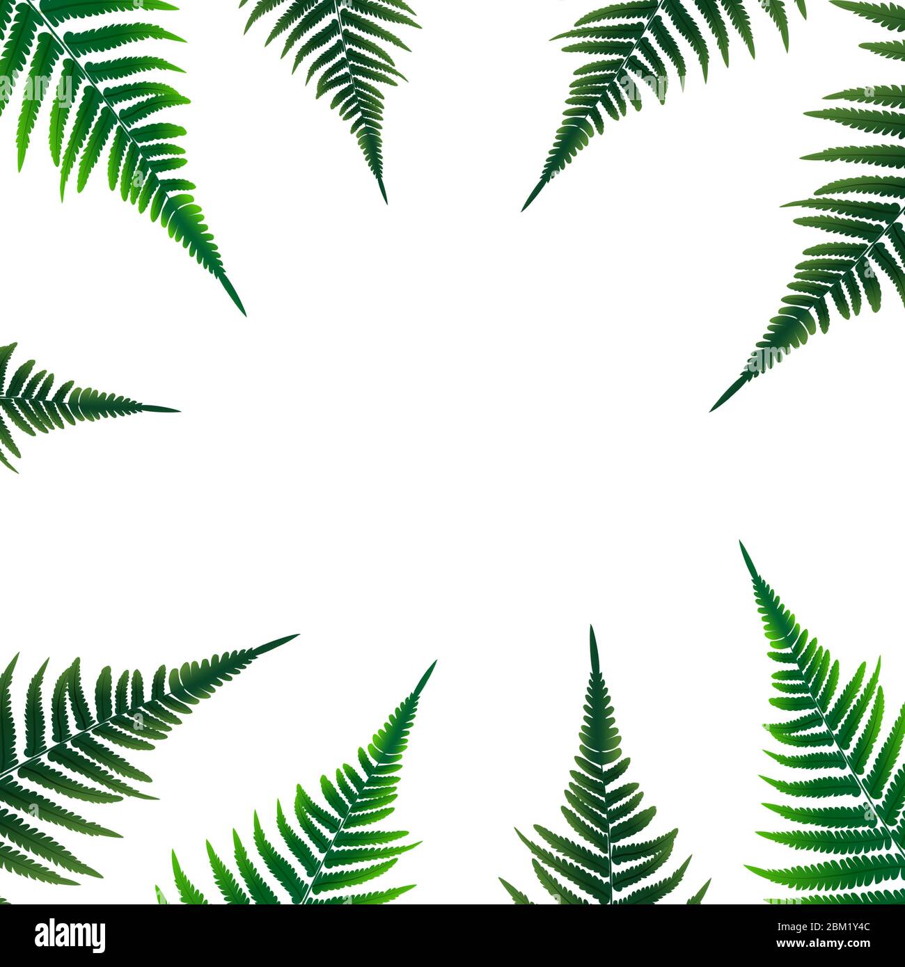Fern Leaf Background Illustration Stock Vector Image & Art - Alamy