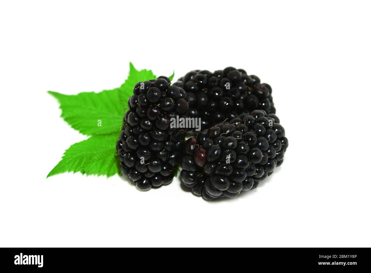 Ripe blackberries fruits with leaves over white background Stock Photo ...