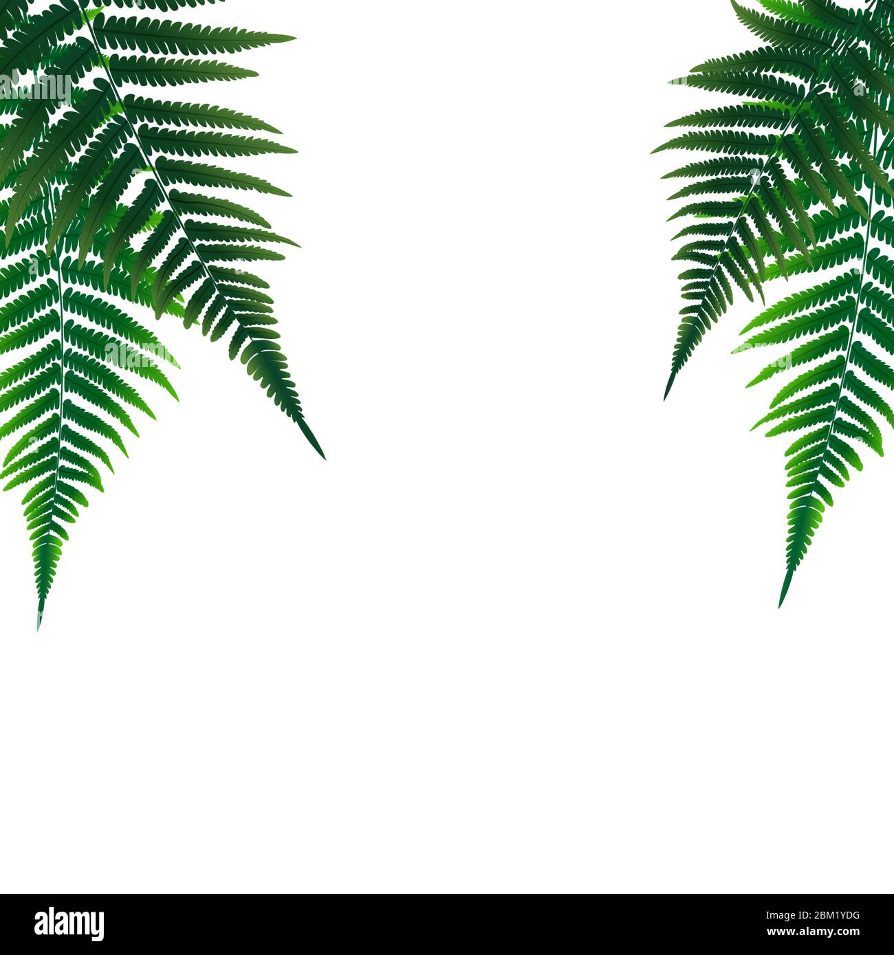 Fern Leaf Background Illustration Stock Vector Image & Art - Alamy