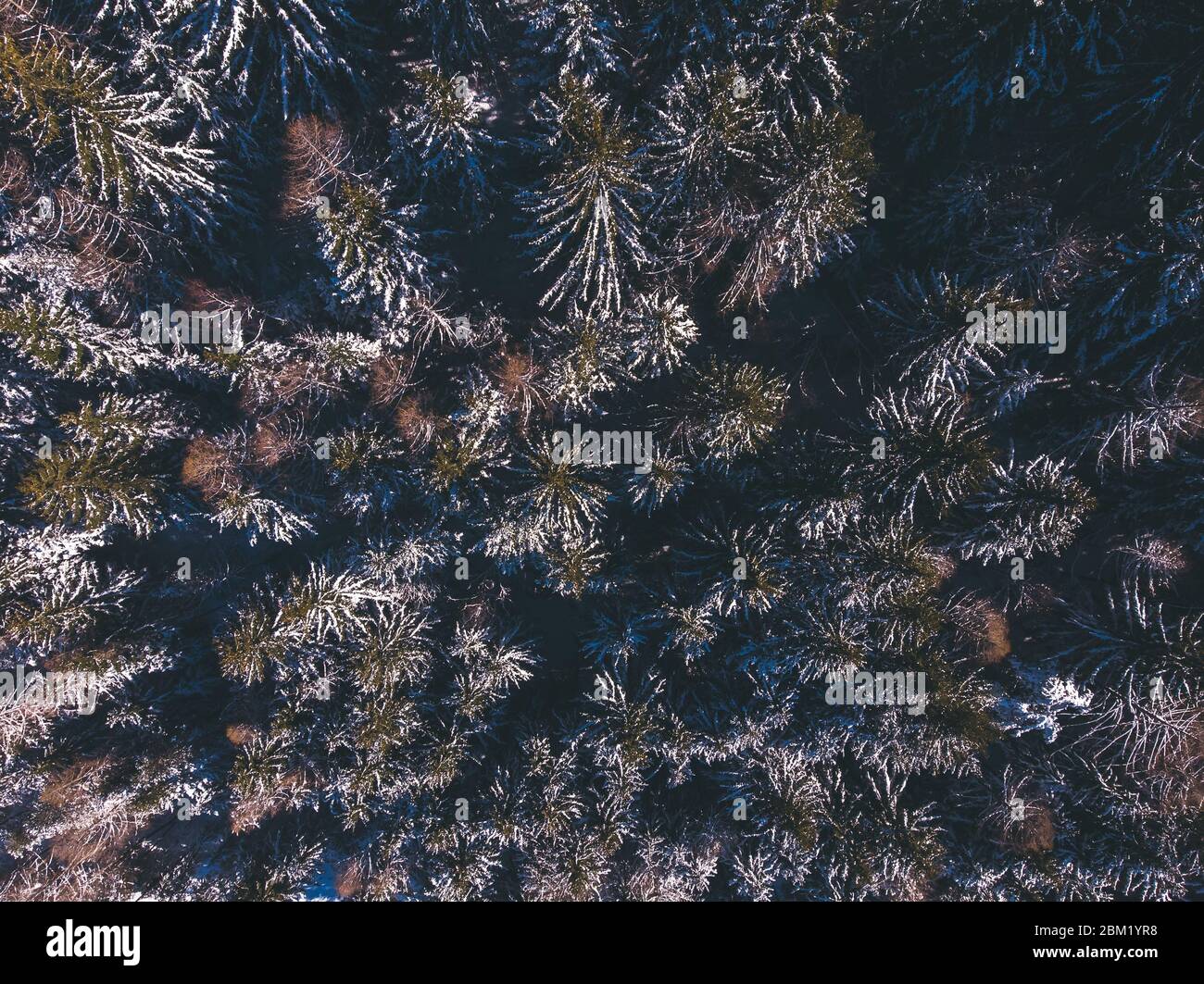 Aerial view thick coniferous forest hi-res stock photography and images ...