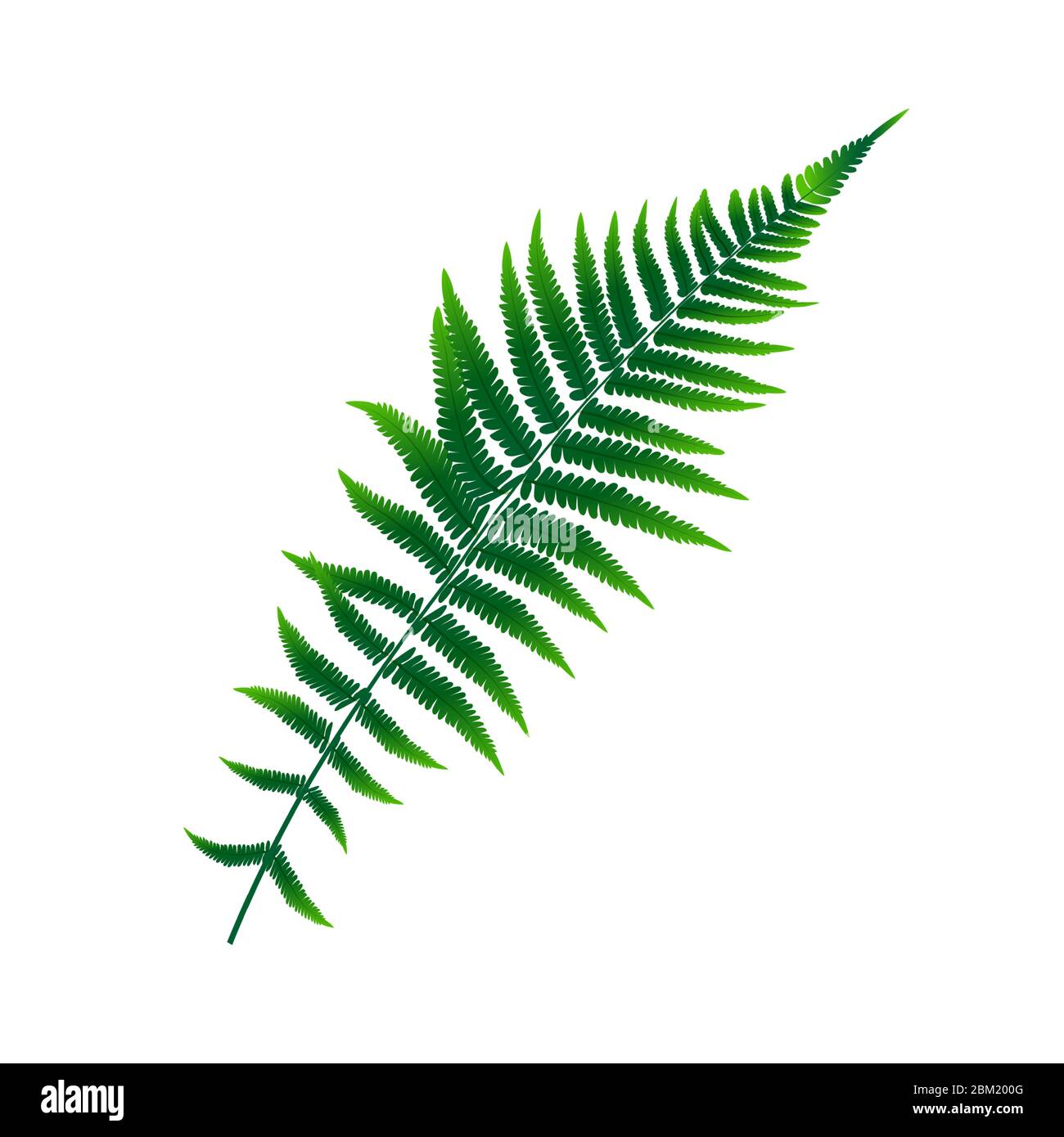 Fern Leaf Background Illustration Stock Vector Image & Art - Alamy