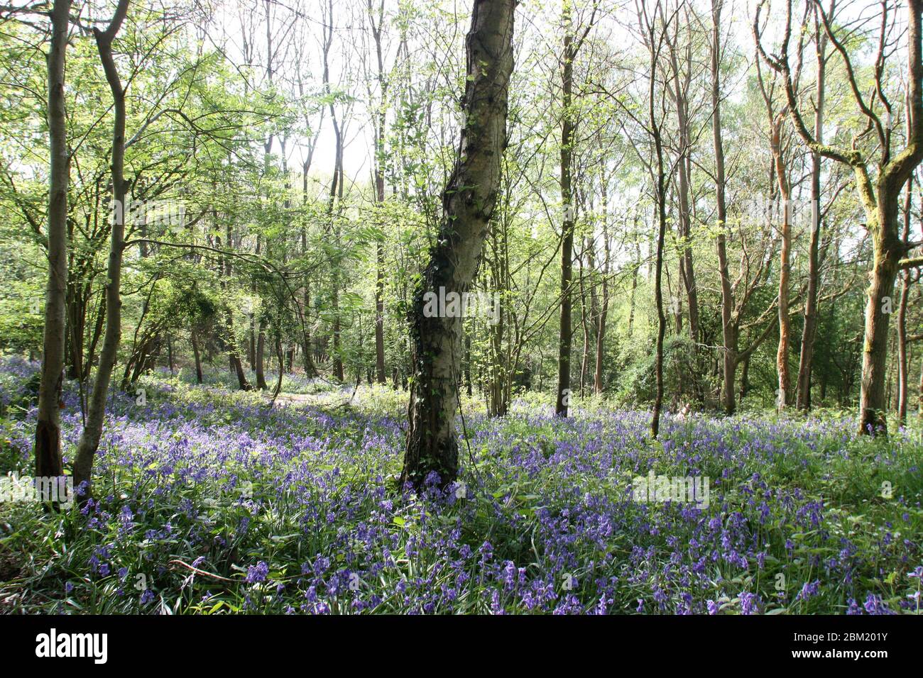 Bluebell Wood Oxfordshire Stock Photo - Alamy