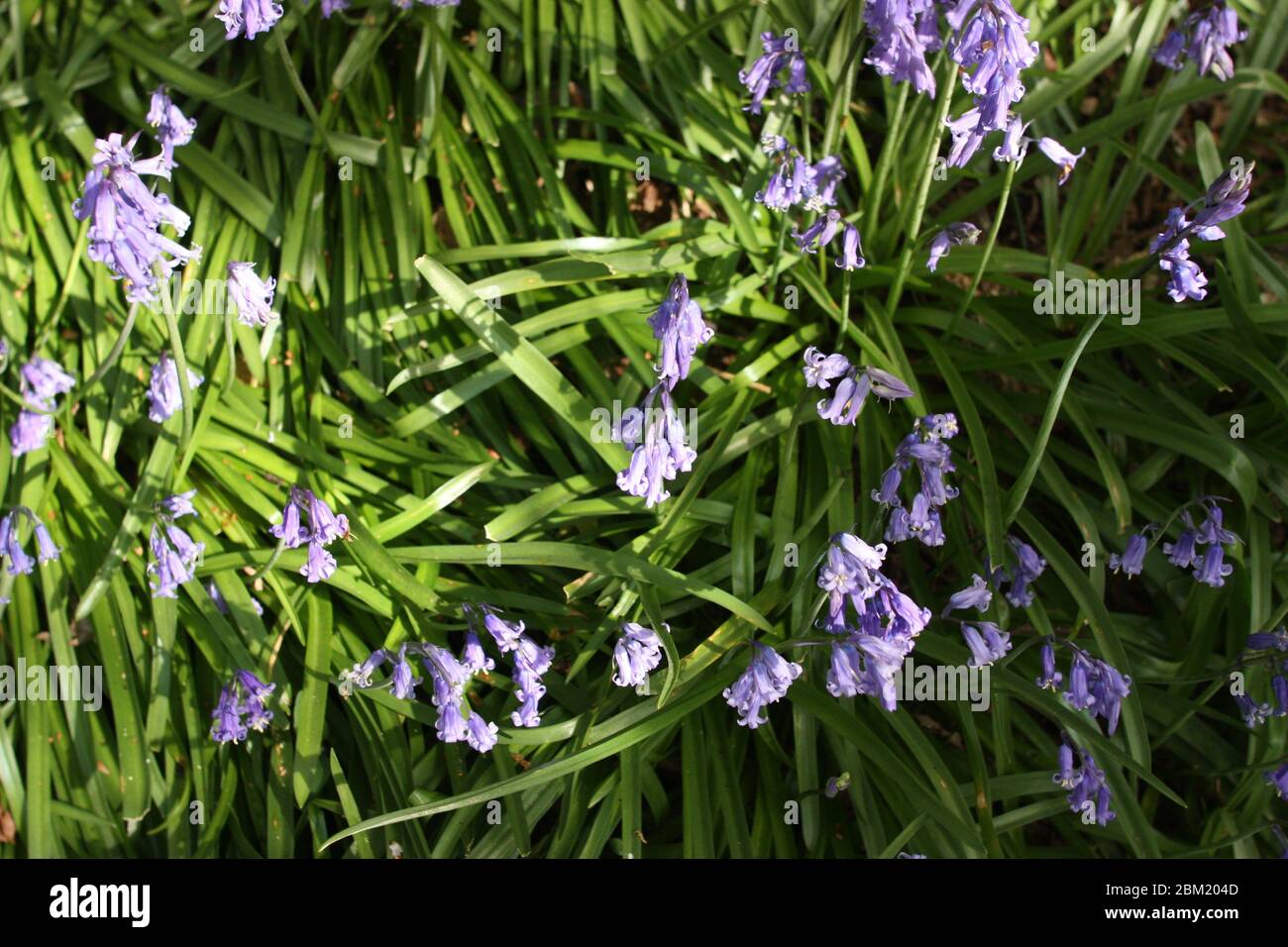 Blue Bluebells flowers in Shotover country park oxfordshire Stock Photo ...