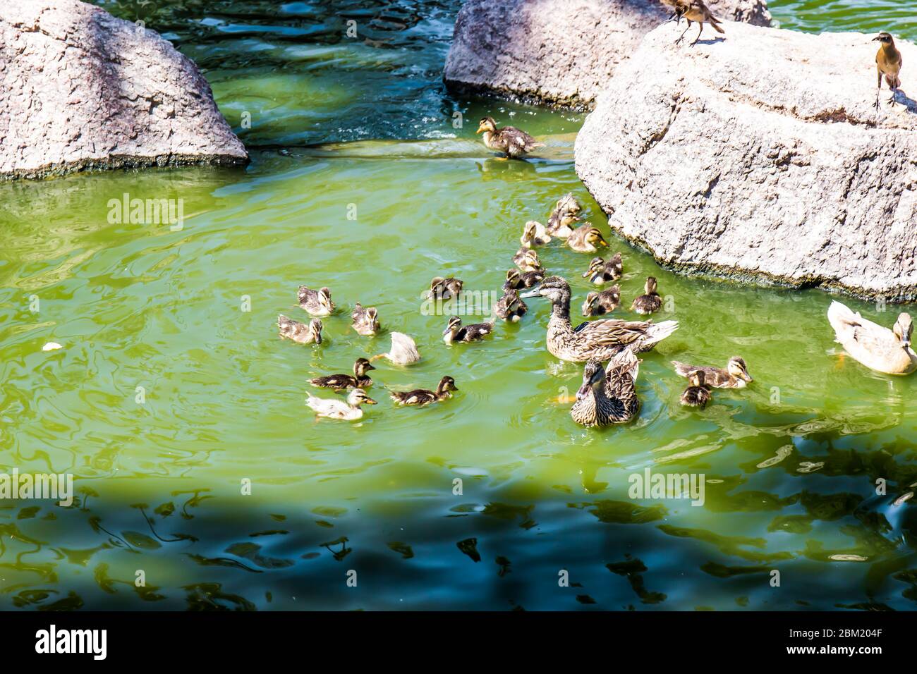 Mother And Baby Ducks Swimming In Public Park Pond Stock Photo - Alamy