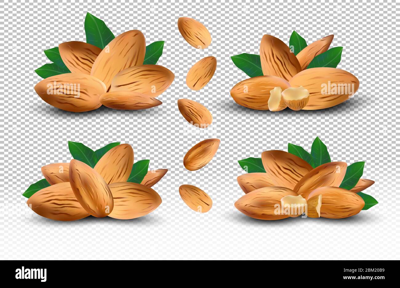 Collection peeled almond. 3D realistic almond from different angles ...